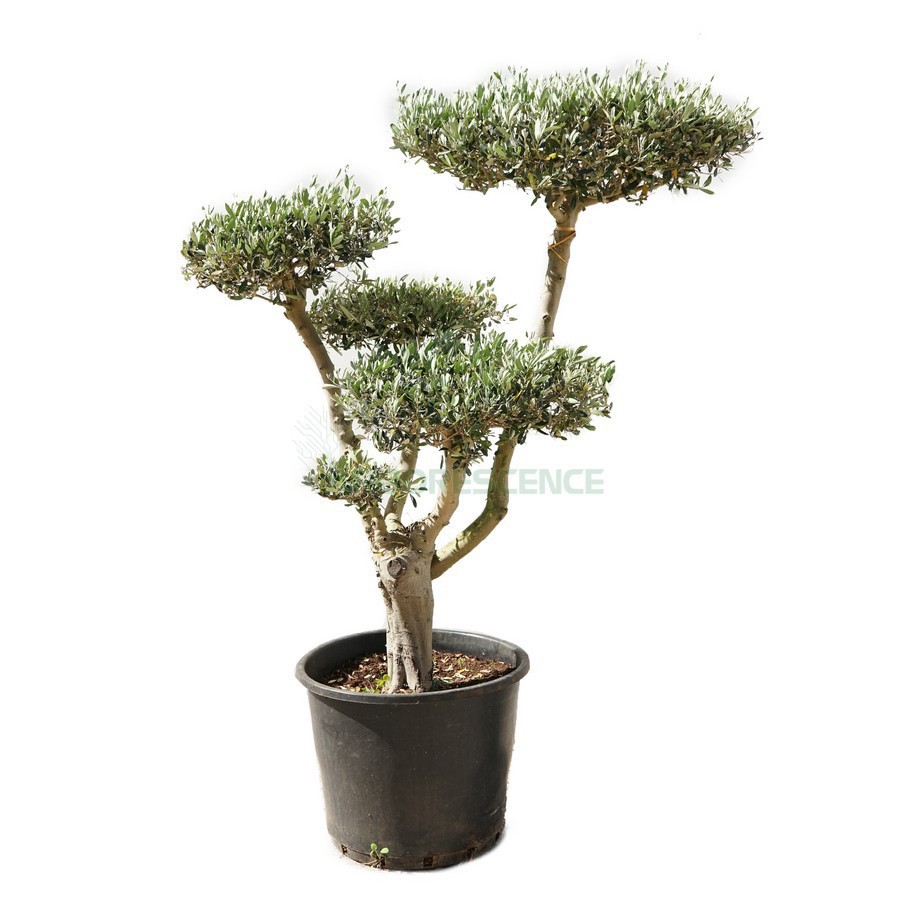 FICUS LAEVIGATA - Arborescence