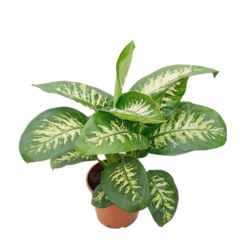 ARBORESCENCE PÉPINIÈRE MAROC - Arborescence