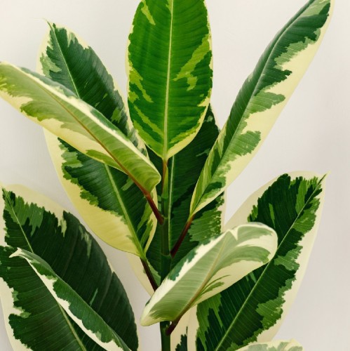 FICUS BENJAMINA PANACHE - Arborescence