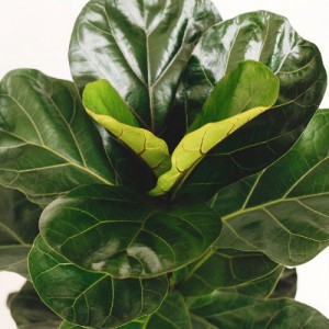 SCHEFFLERA ARBORICOLA VERT - Arborescence