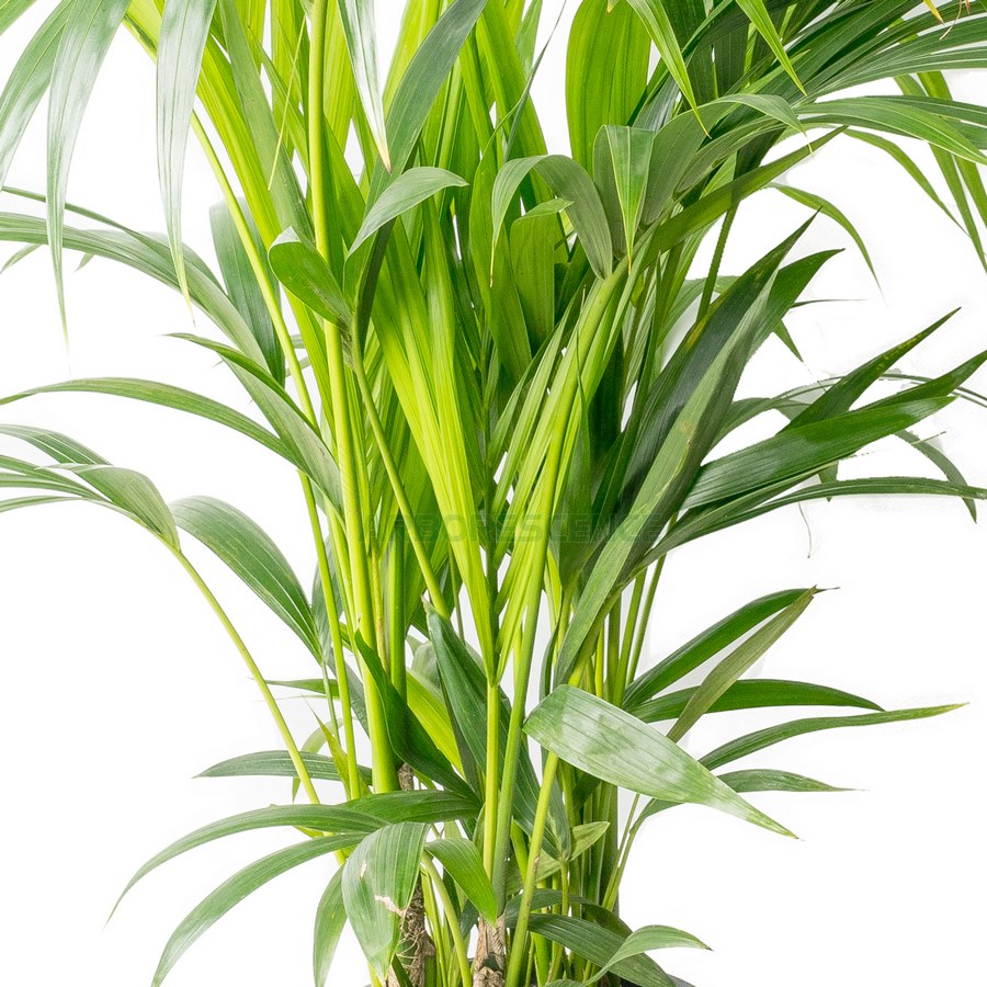 HOWEA FORSTERIANA (KENTIA ) - Arborescence