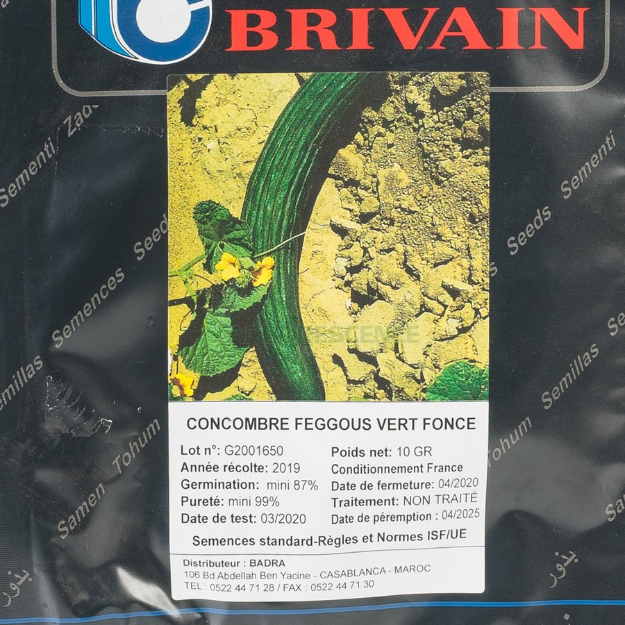 CONCOMBRE FEGGOUS VERT FONCE - Arborescence
