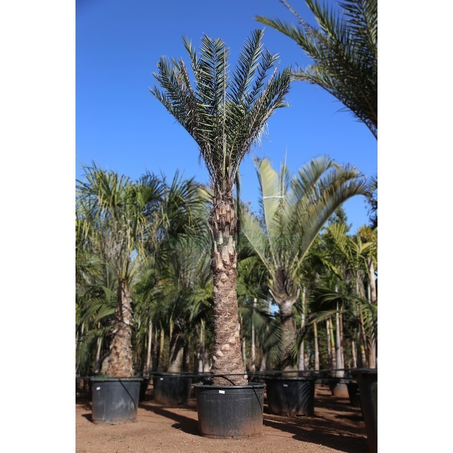 SABAL PALMETTO (CHOU PALMISTE) X2 - Arborescence